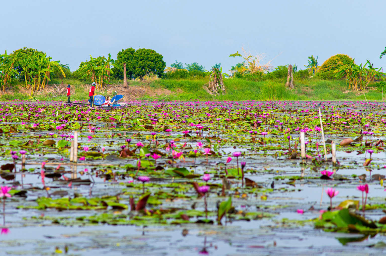 Red Lotus Floating Market | Thai Unika Travel